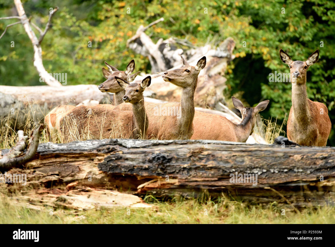 Forest, red deer, flock, female Stock Photo - Alamy