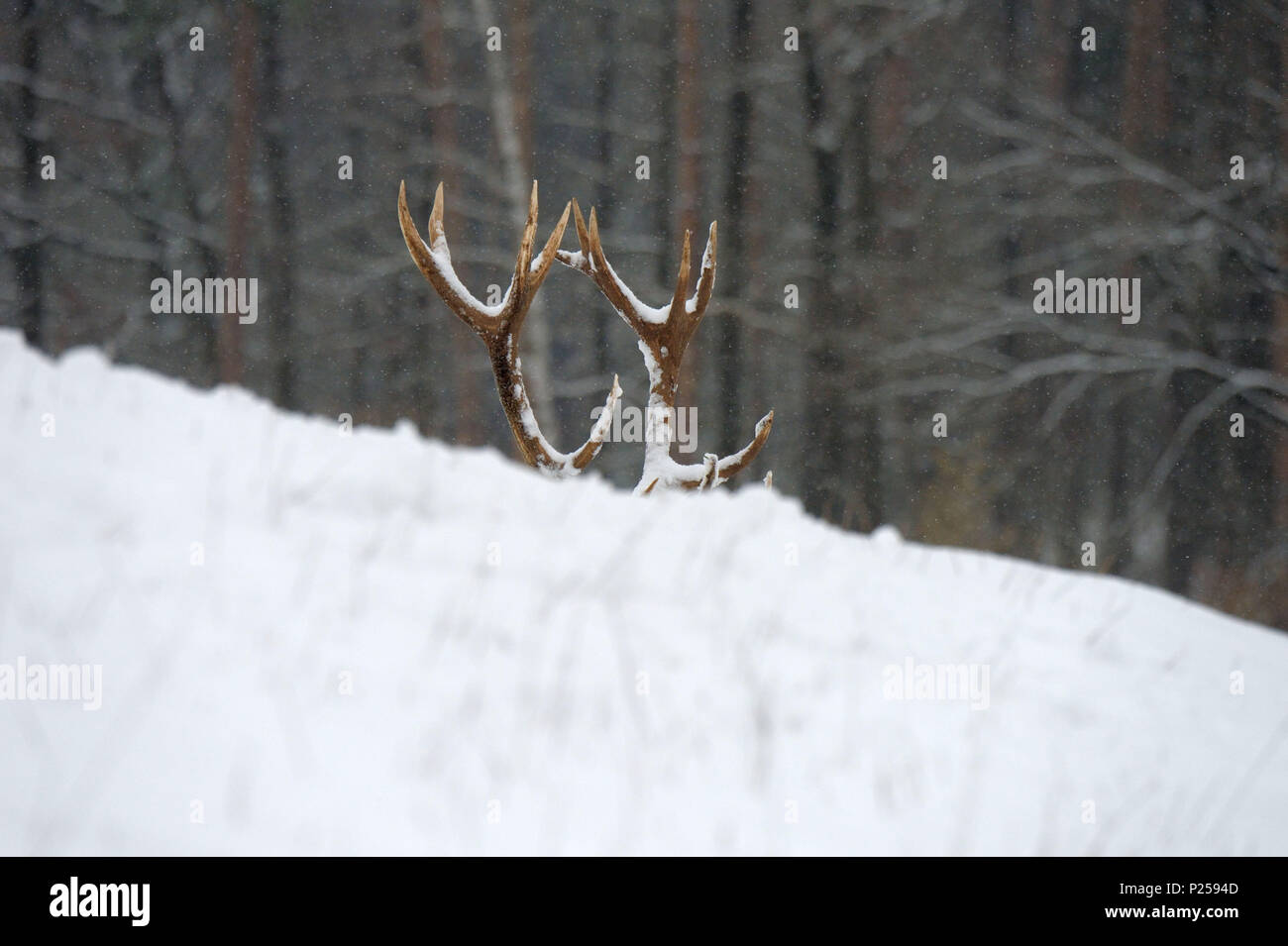 Red deer, antlers, detail Stock Photo - Alamy