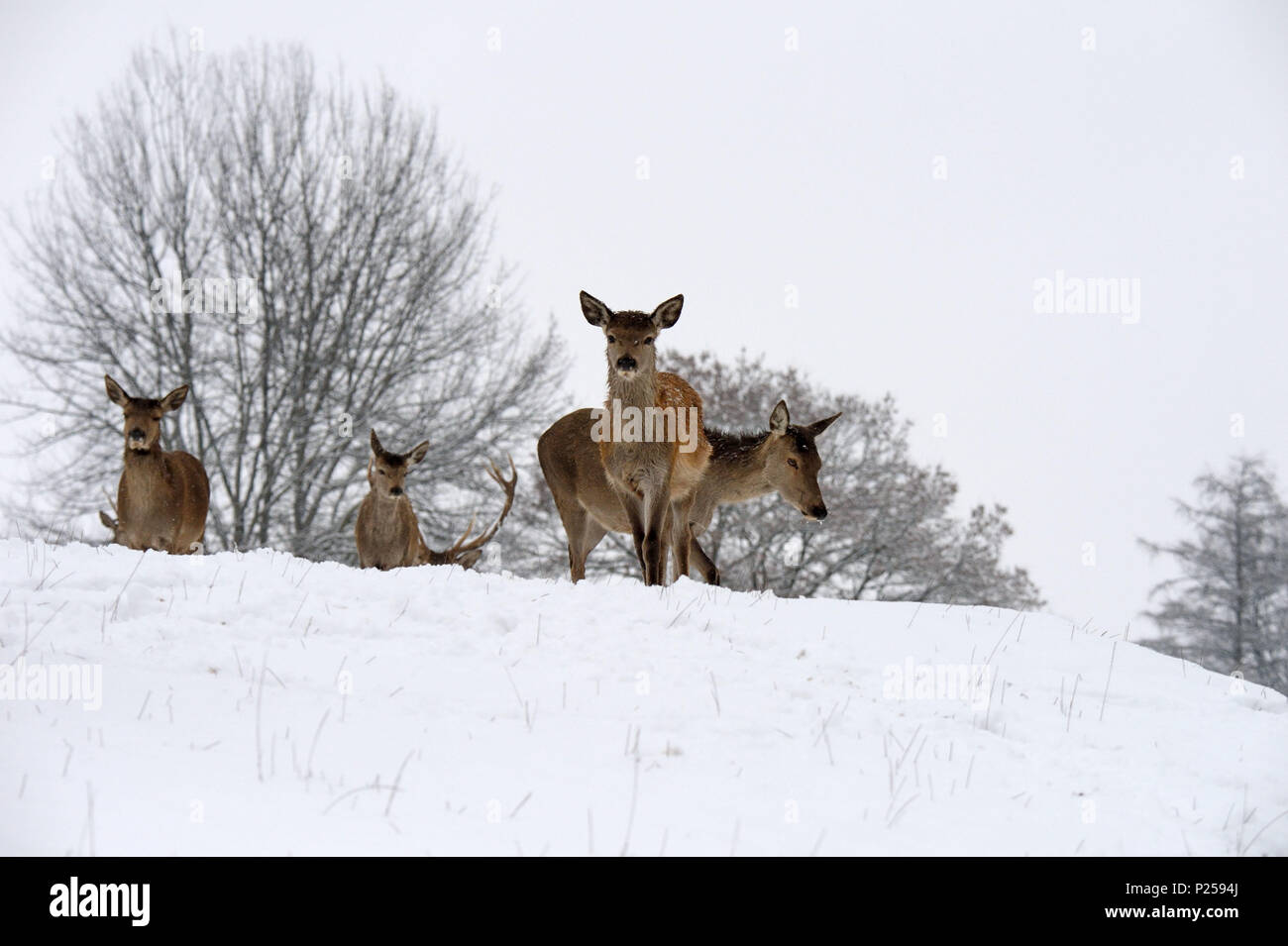 Red deer, flock, meadow, snow Stock Photo - Alamy