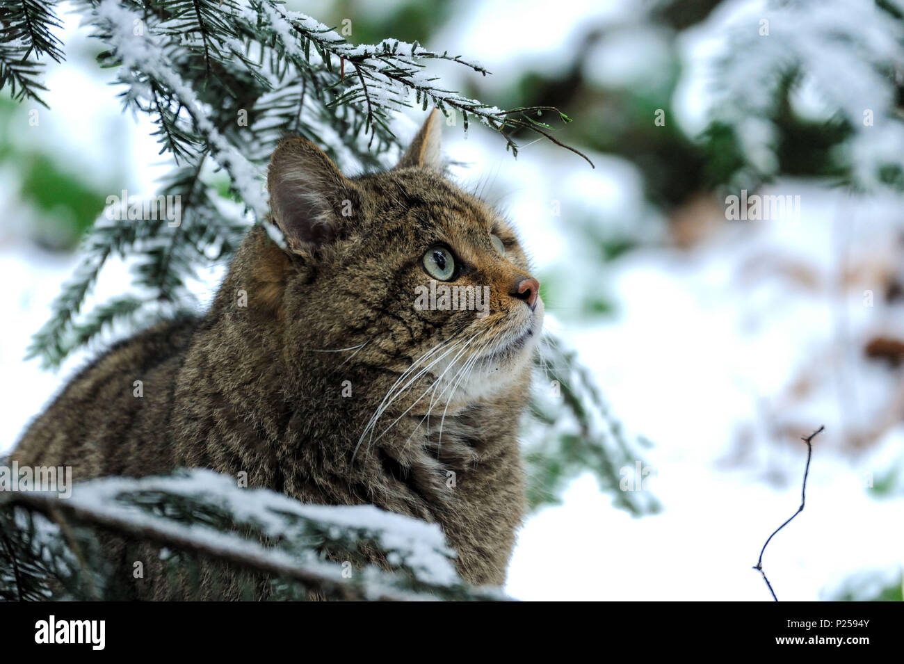 Small wildcat species hi-res stock photography and images - Alamy