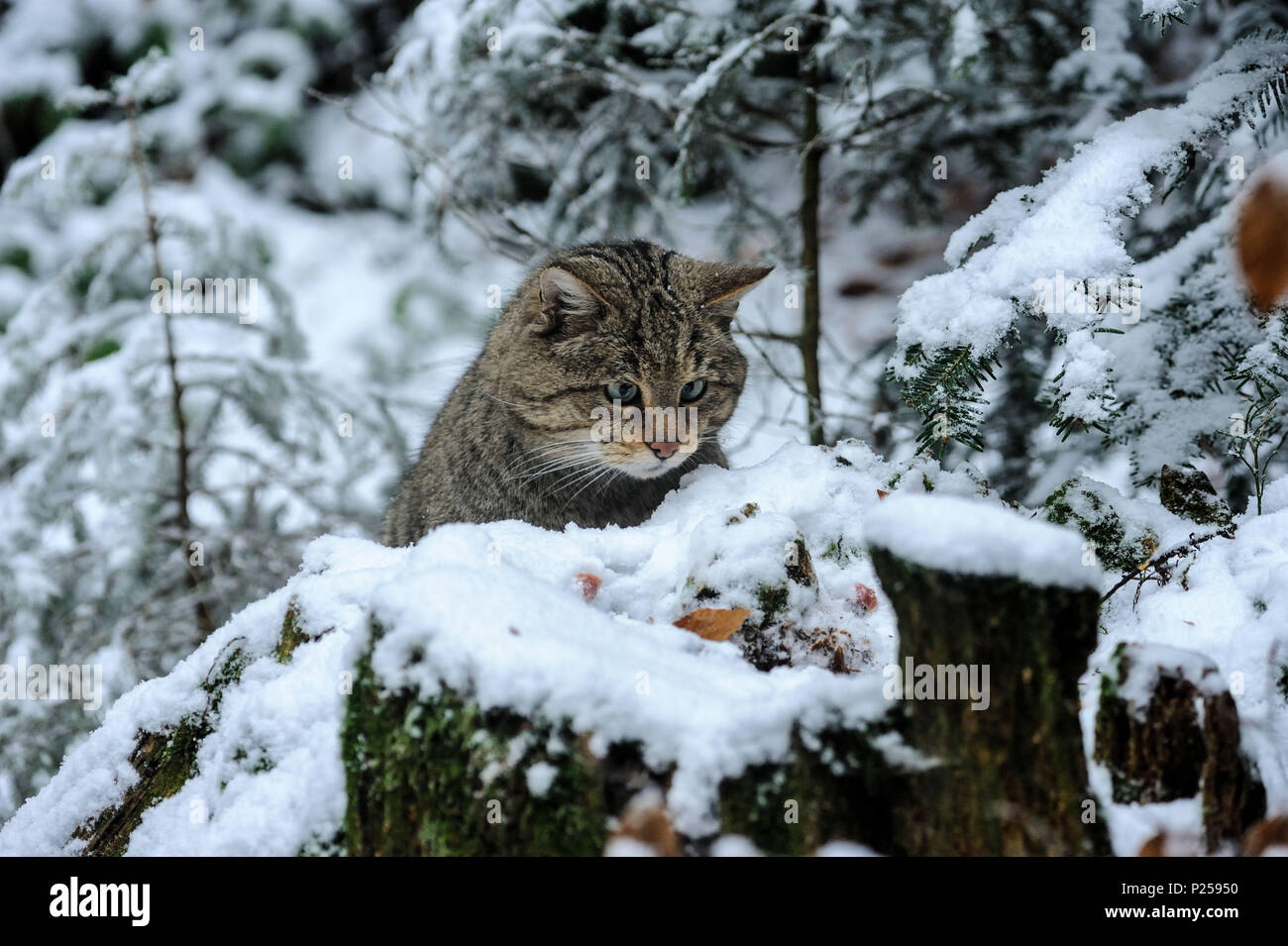 Small wildcat species hi-res stock photography and images - Alamy
