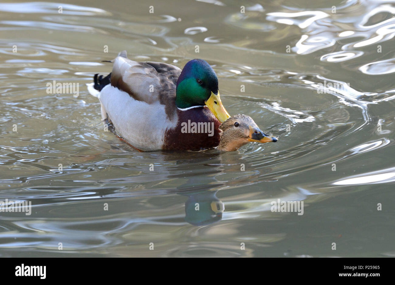 Mating season of mallards hi-res stock photography and images - Alamy