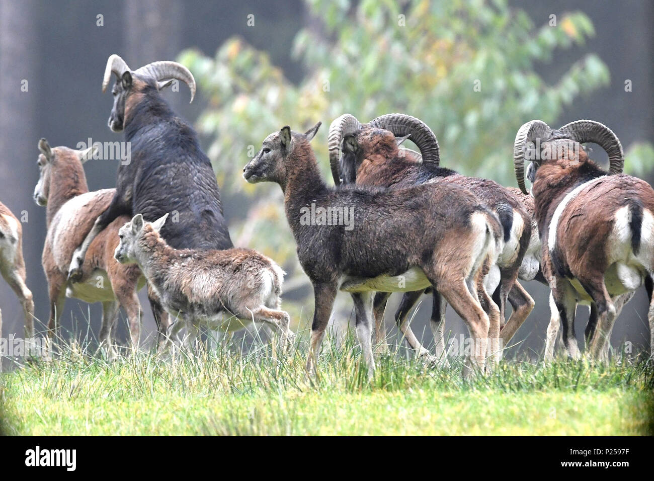Rutting of the mouflons hi-res stock photography and images - Alamy