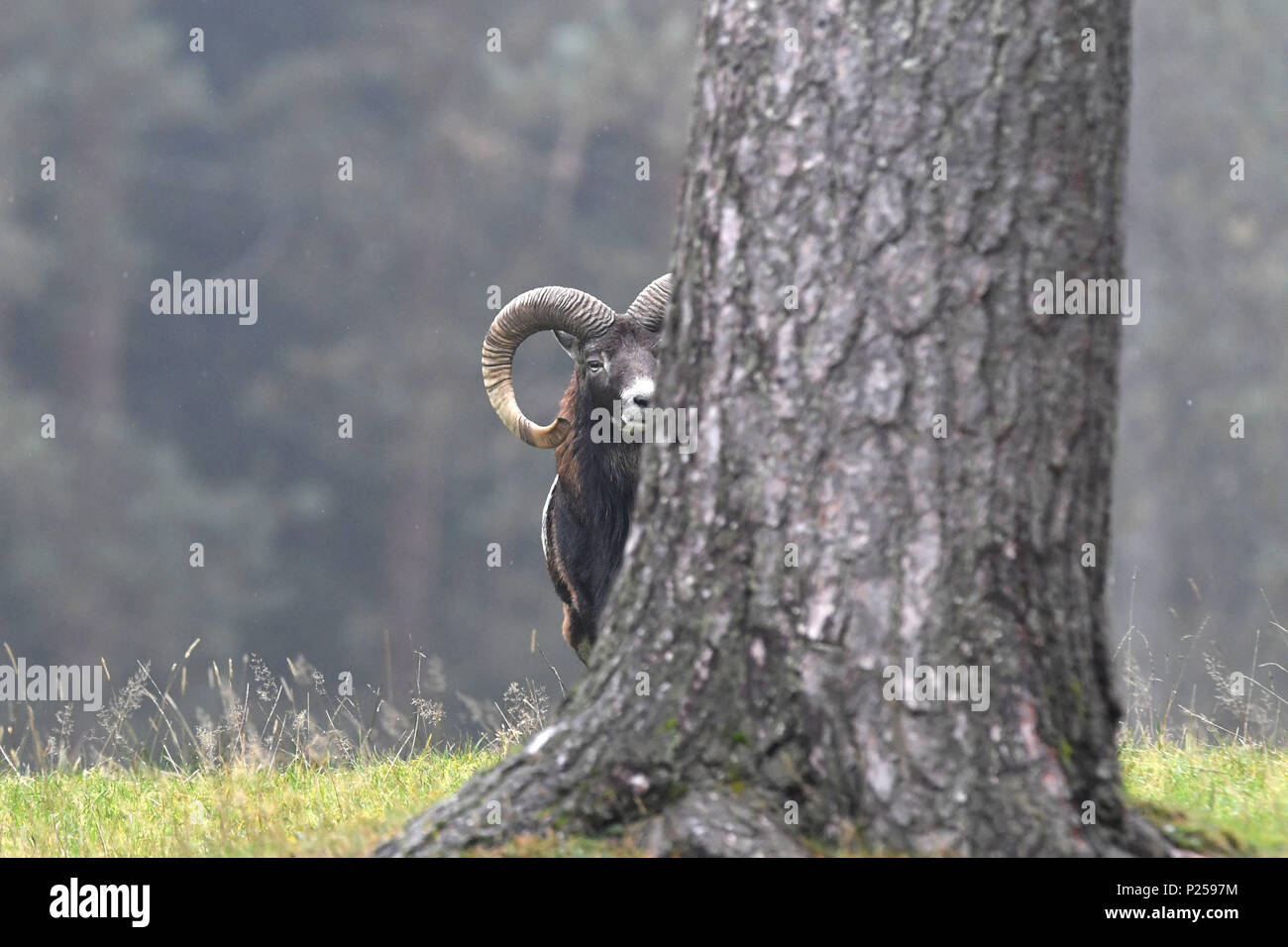 Mufflon, trunk, detail Stock Photo - Alamy