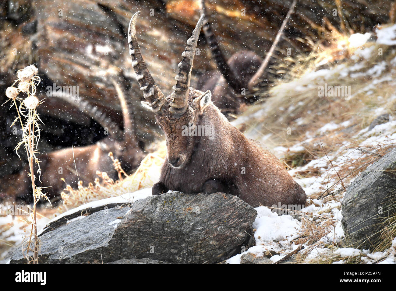 Goatish High Resolution Stock Photography and Images - Alamy