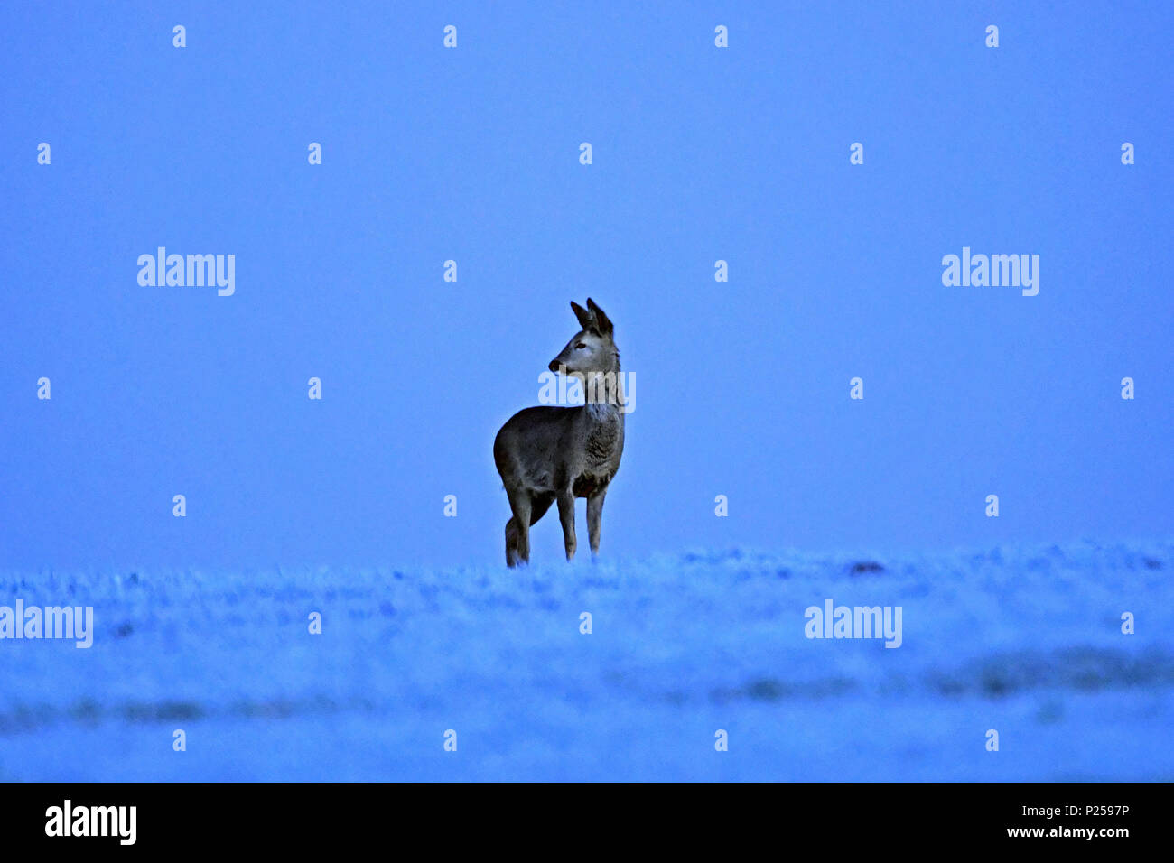 Deers in nature winter coat hi-res stock photography and images - Alamy