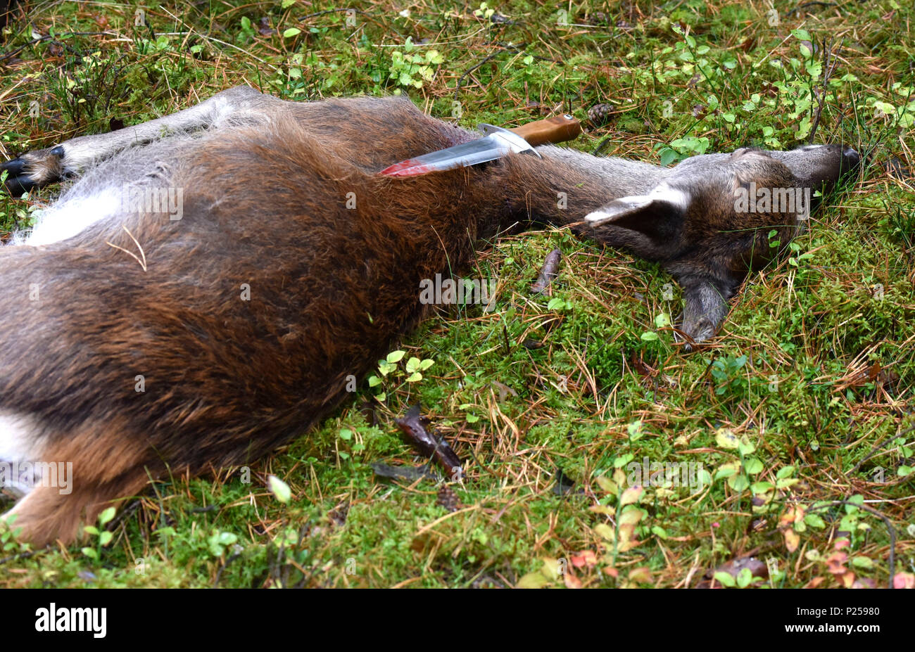 Wild boar red deer hi-res stock photography and images - Alamy