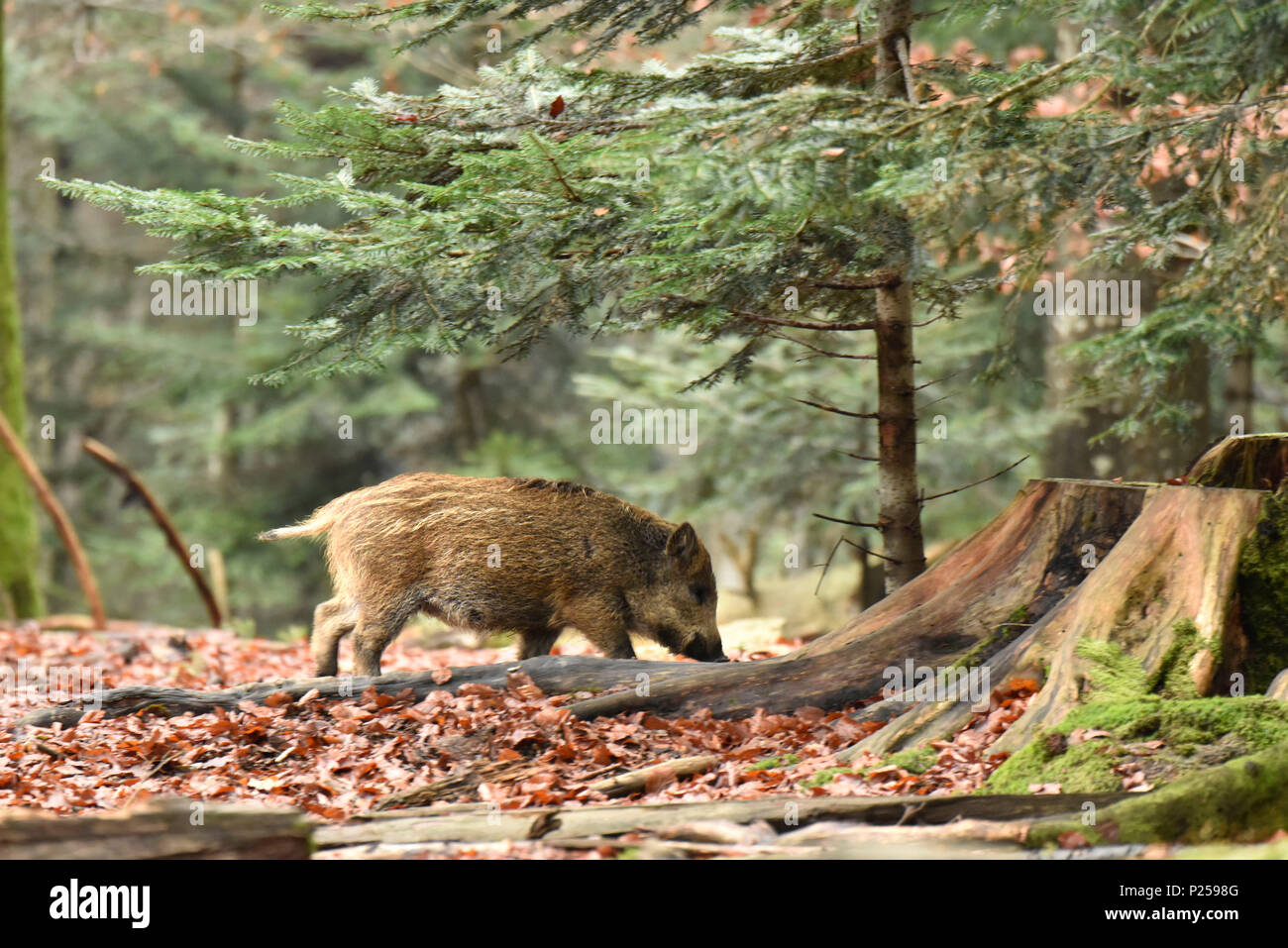 Forest, wild boar, piglet, eat Stock Photo - Alamy