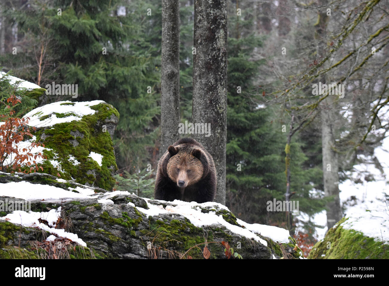Brown bear snow hi-res stock photography and images - Alamy