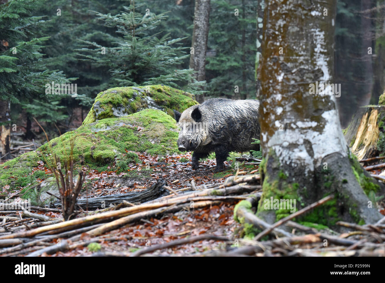 Forest, wild boar Stock Photo - Alamy