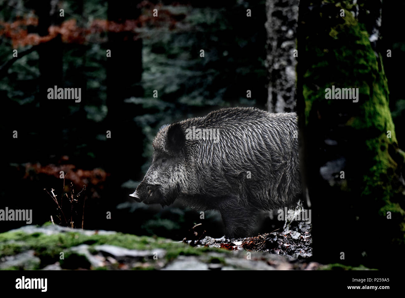 Forest, wild boars, profile Stock Photo - Alamy