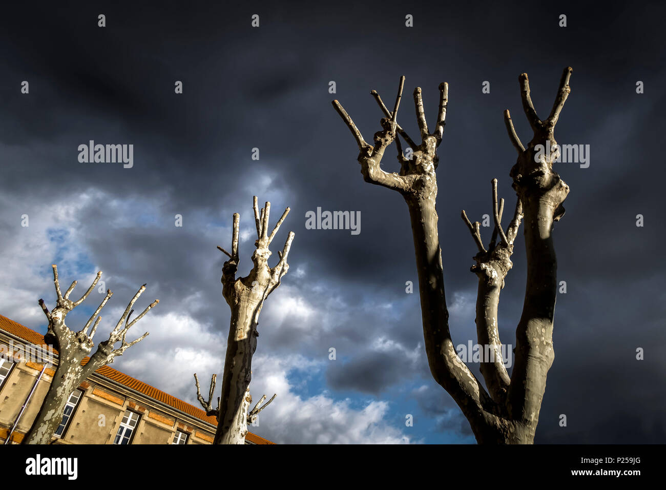 Pruned plane trees hi-res stock photography and images - Alamy