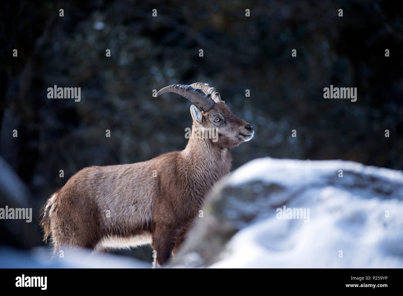 France wildlife hi-res stock photography and images - Alamy