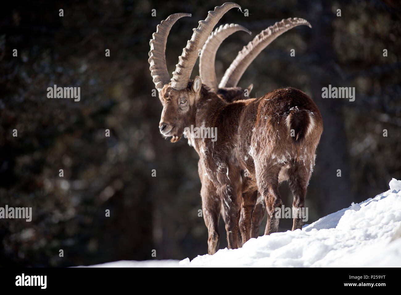 France wildlife hi-res stock photography and images - Alamy