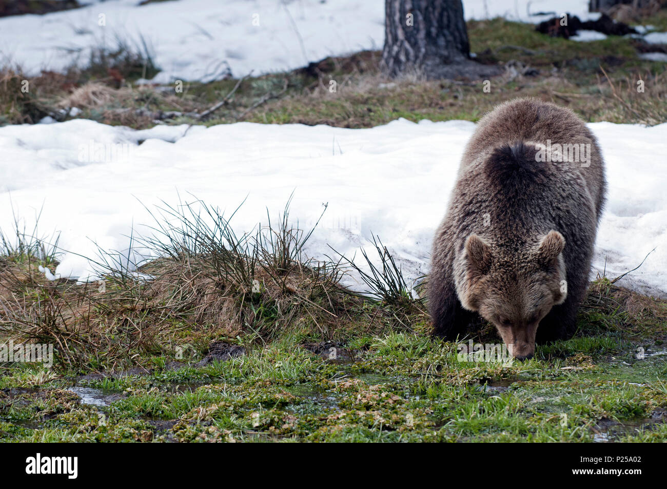 Brown bear end of winter (Ursus arctos), Pyrenees Stock Photo - Alamy