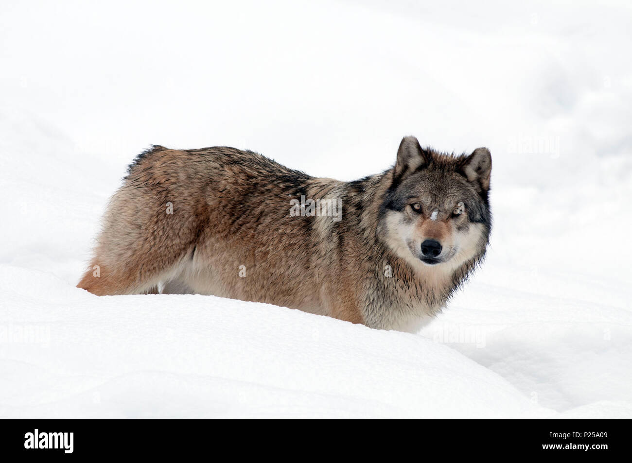 Canis lupus animal hi-res stock photography and images - Alamy
