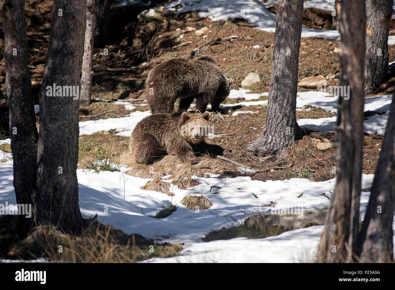 Animals of the pyrenees hi-res stock photography and images - Alamy