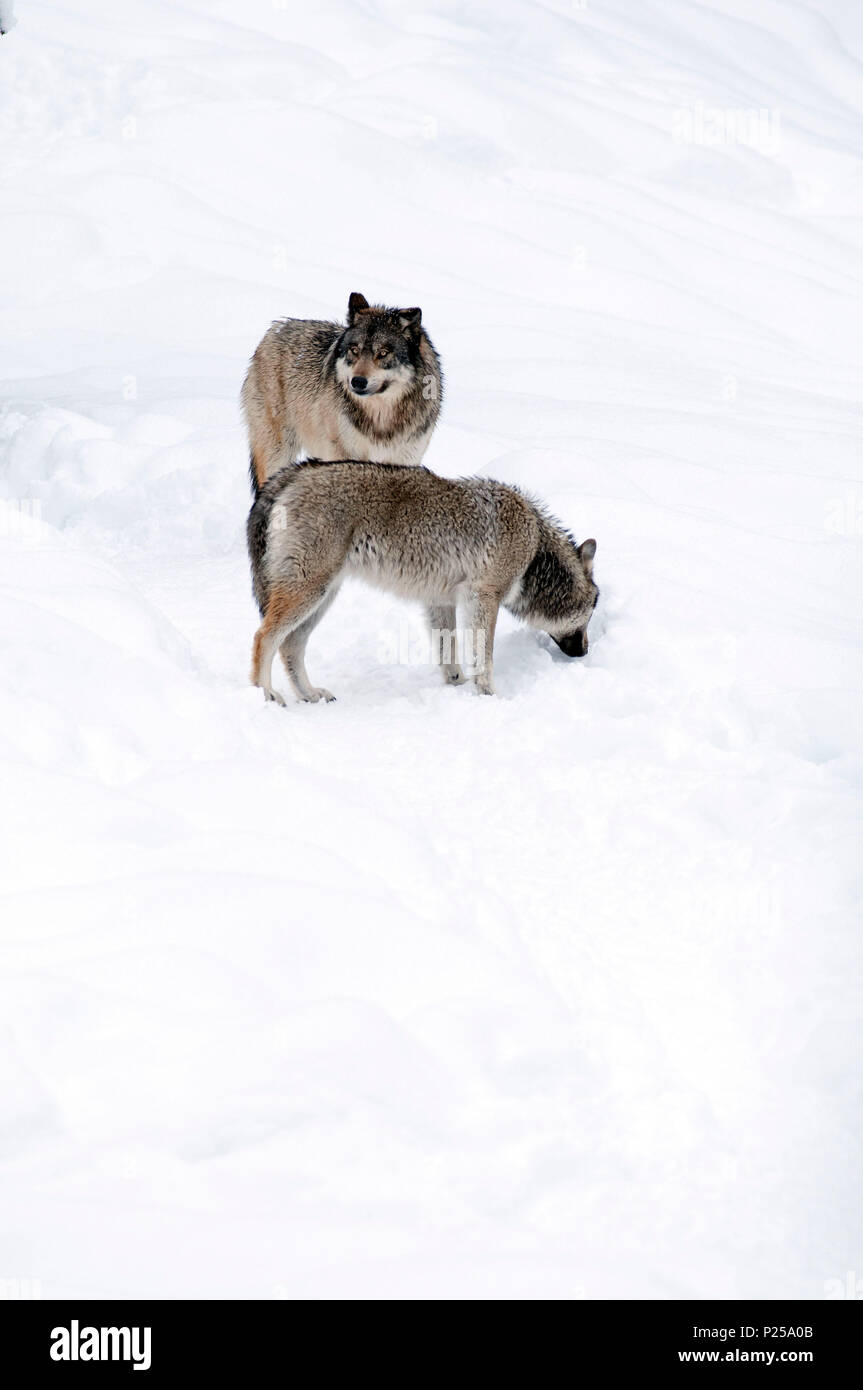 Wolves snow hi-res stock photography and images - Alamy