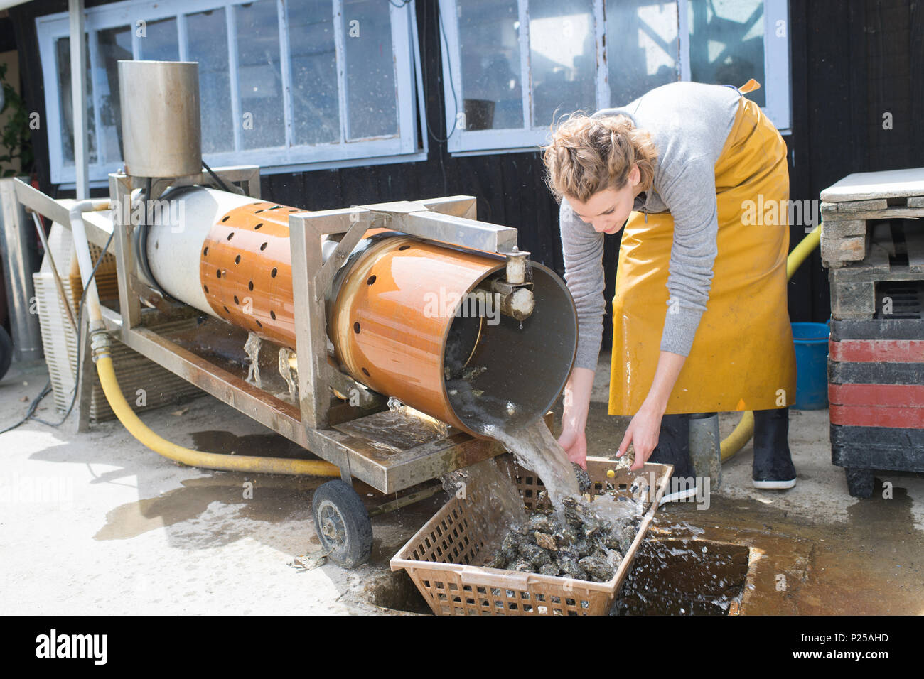 shellfish oysters cleaning process Stock Photo - Alamy