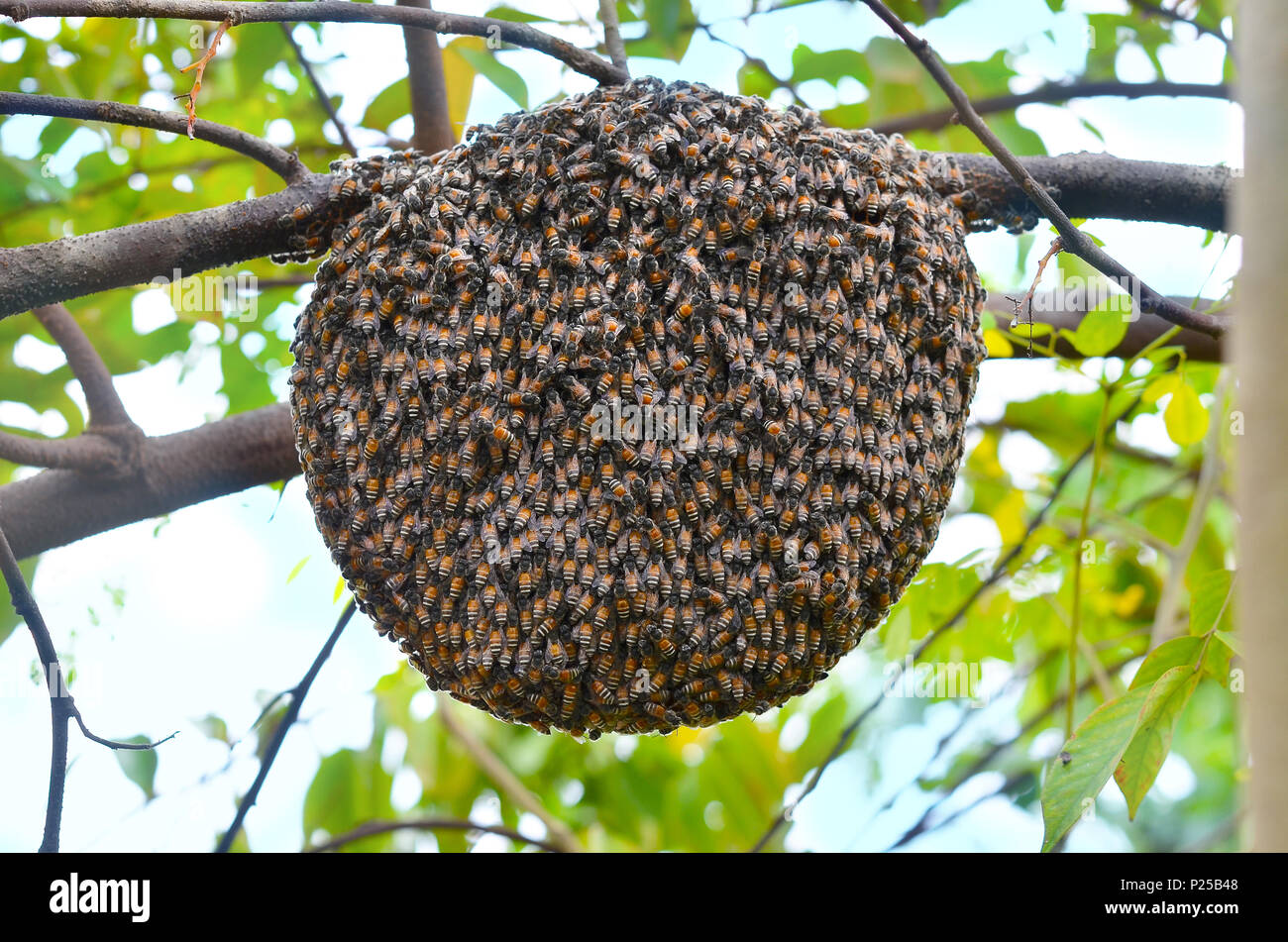 honeycomb on the tree Stock Photo - Alamy