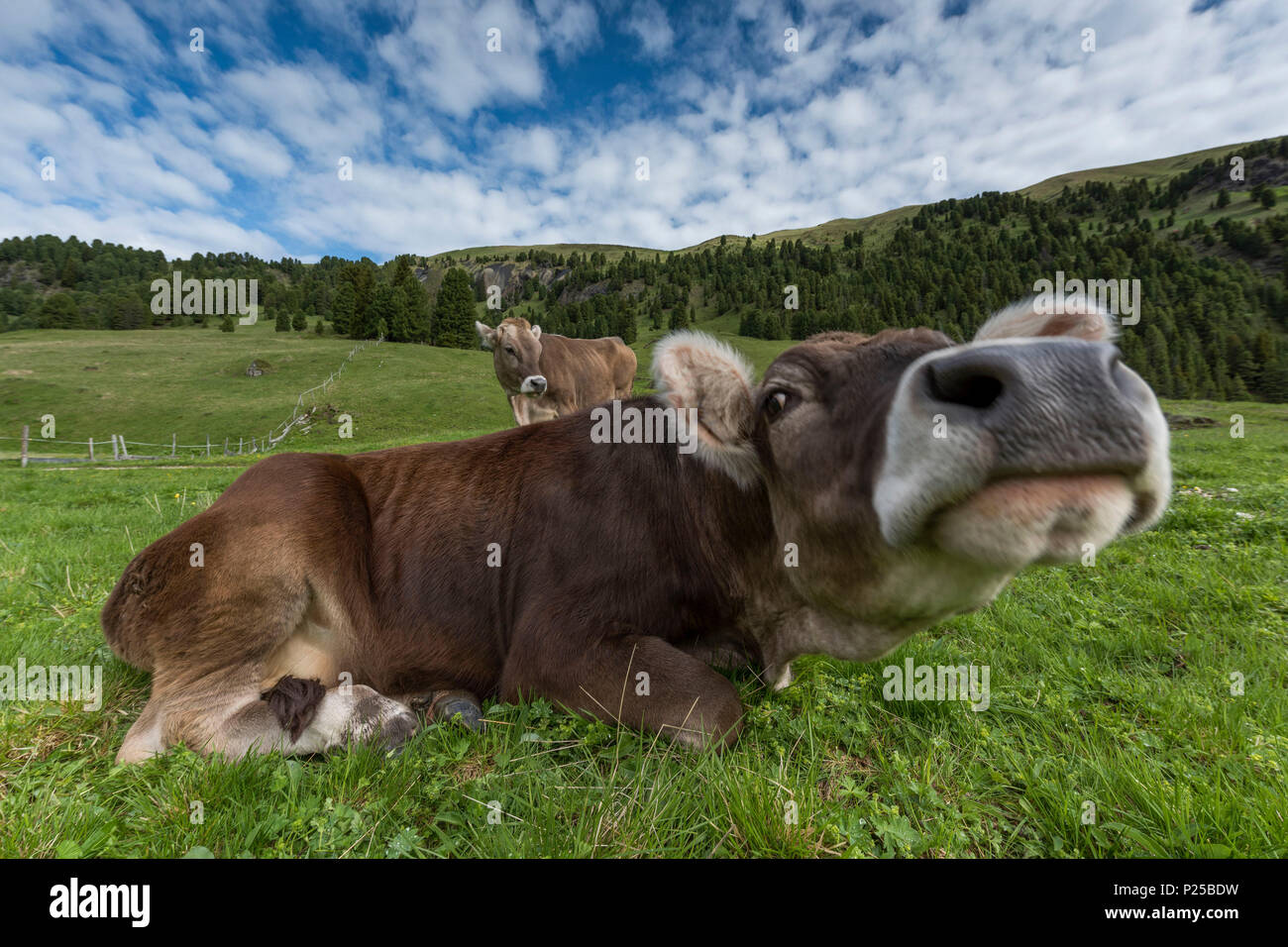 Trentino cows hi-res stock photography and images - Alamy