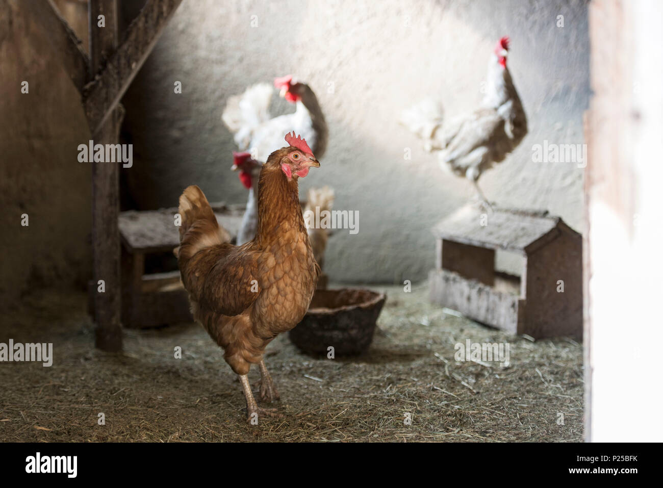 Europe, Italy, Trentino, Fassavalley, Dolomites Farmanimal, hens ...