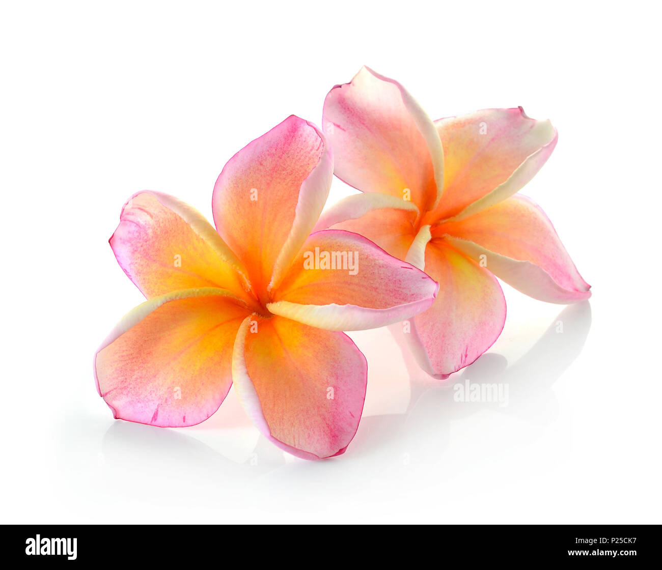 Frangipani flower isolated on white Stock Photo - Alamy