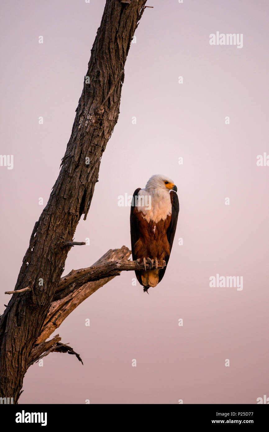 African Fish Eagle, Okavango Delta, Botswana, Africa Stock Photo - Alamy