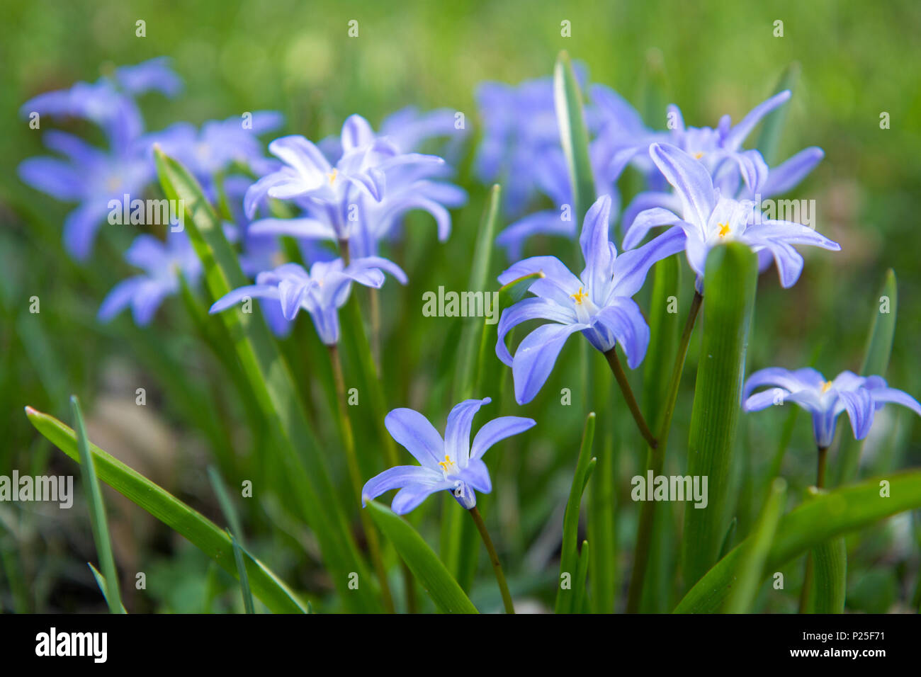 blue spring flowers Stock Photo - Alamy