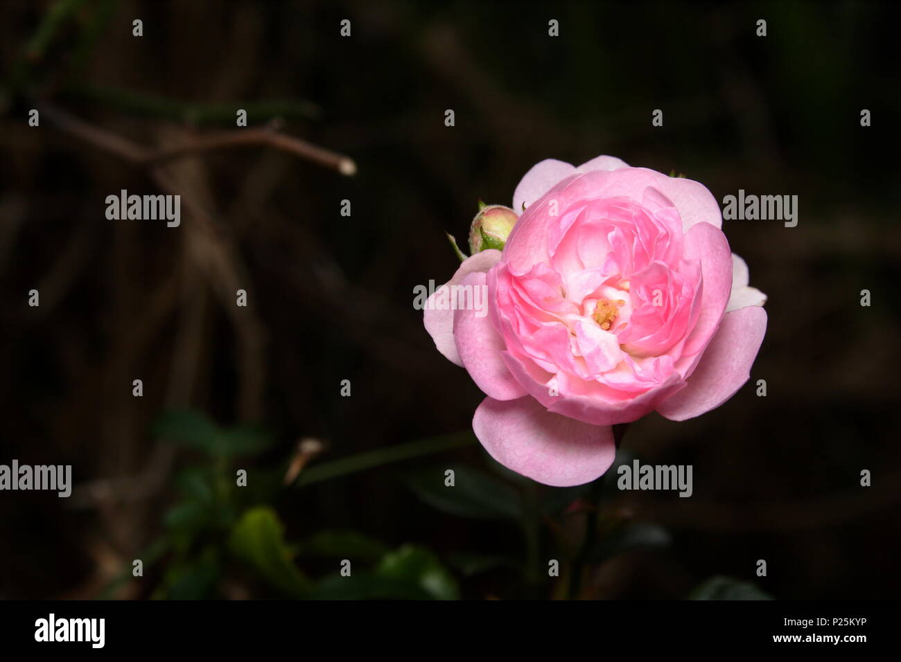 Miniture pink rose hi-res stock photography and images - Alamy
