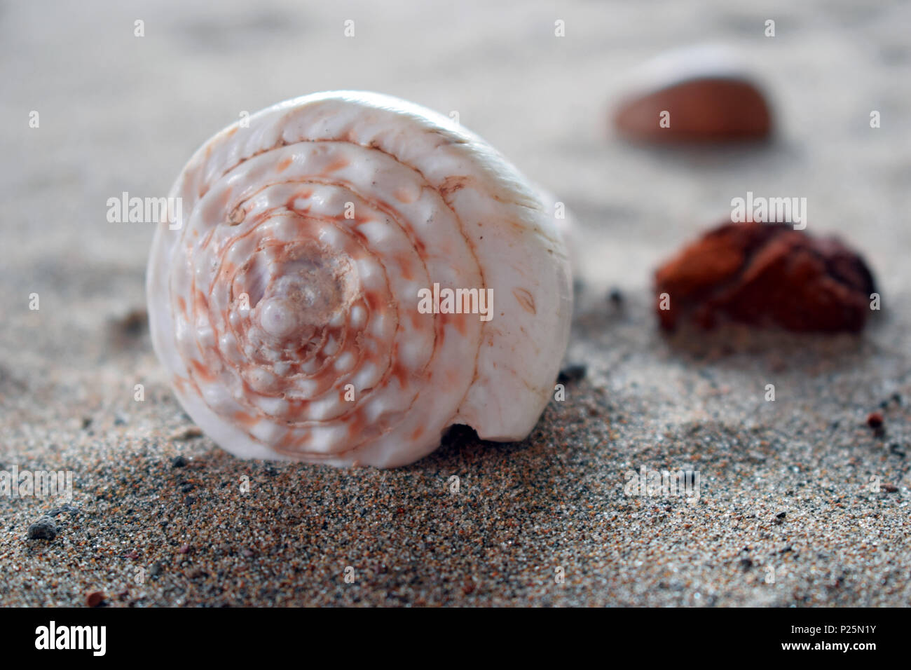 Sea shell and stones Stock Photo - Alamy