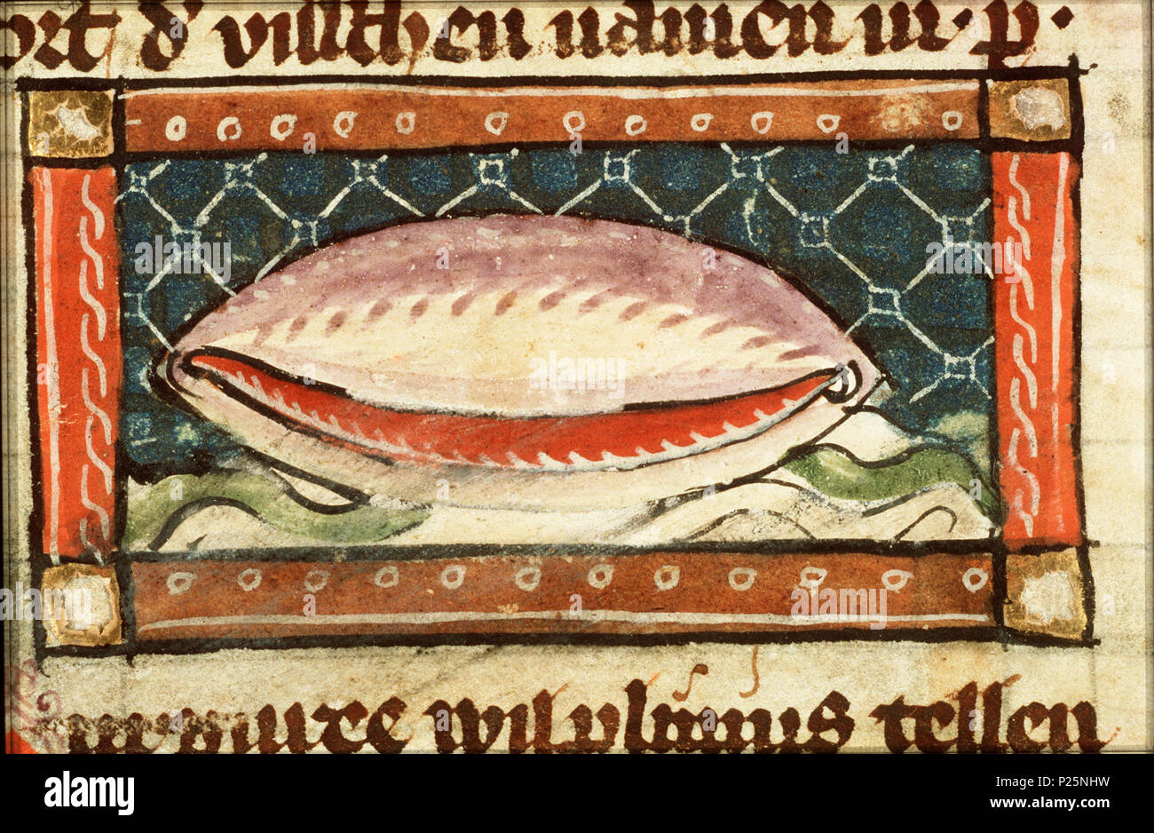 . Purpuree (shellfish yielding a purple dye) - miniature from folio ...