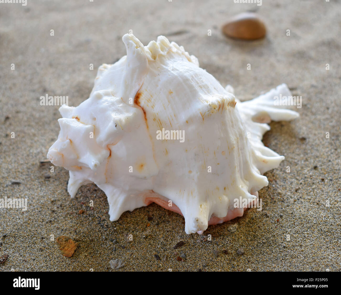 Sea shell on a sand and stones Stock Photo - Alamy