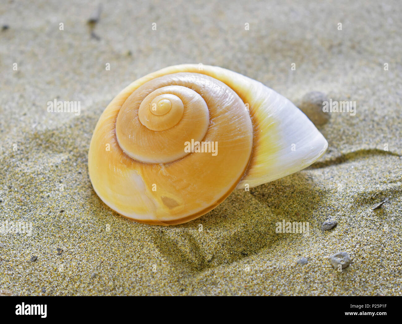 spiral sea shell Stock Photo - Alamy
