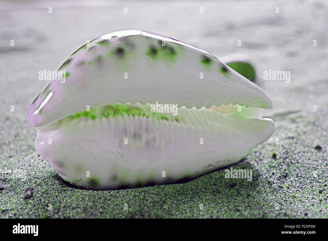 White sea shell in the sand Stock Photo - Alamy