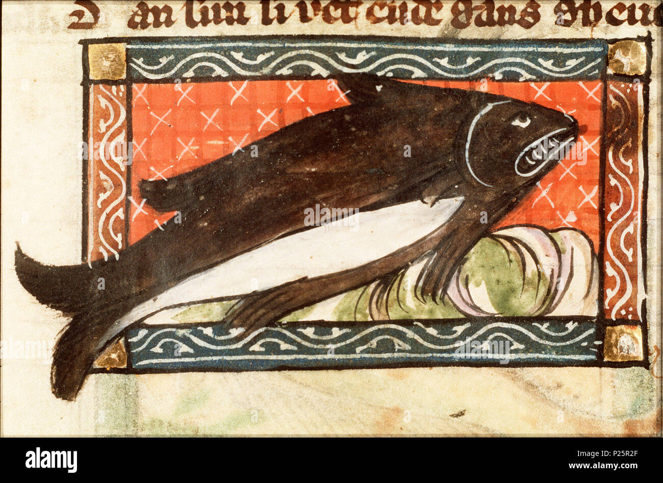 . Porcus marinus (sea-hog) - miniature from folio 119r from Der naturen ...