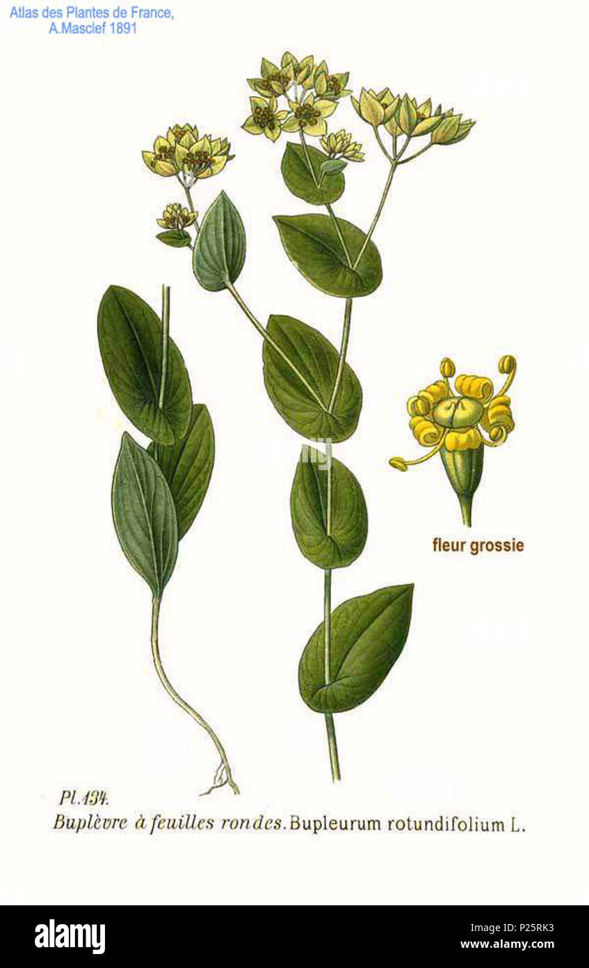 Bupleurum rotundifolium l hi-res stock photography and images - Alamy