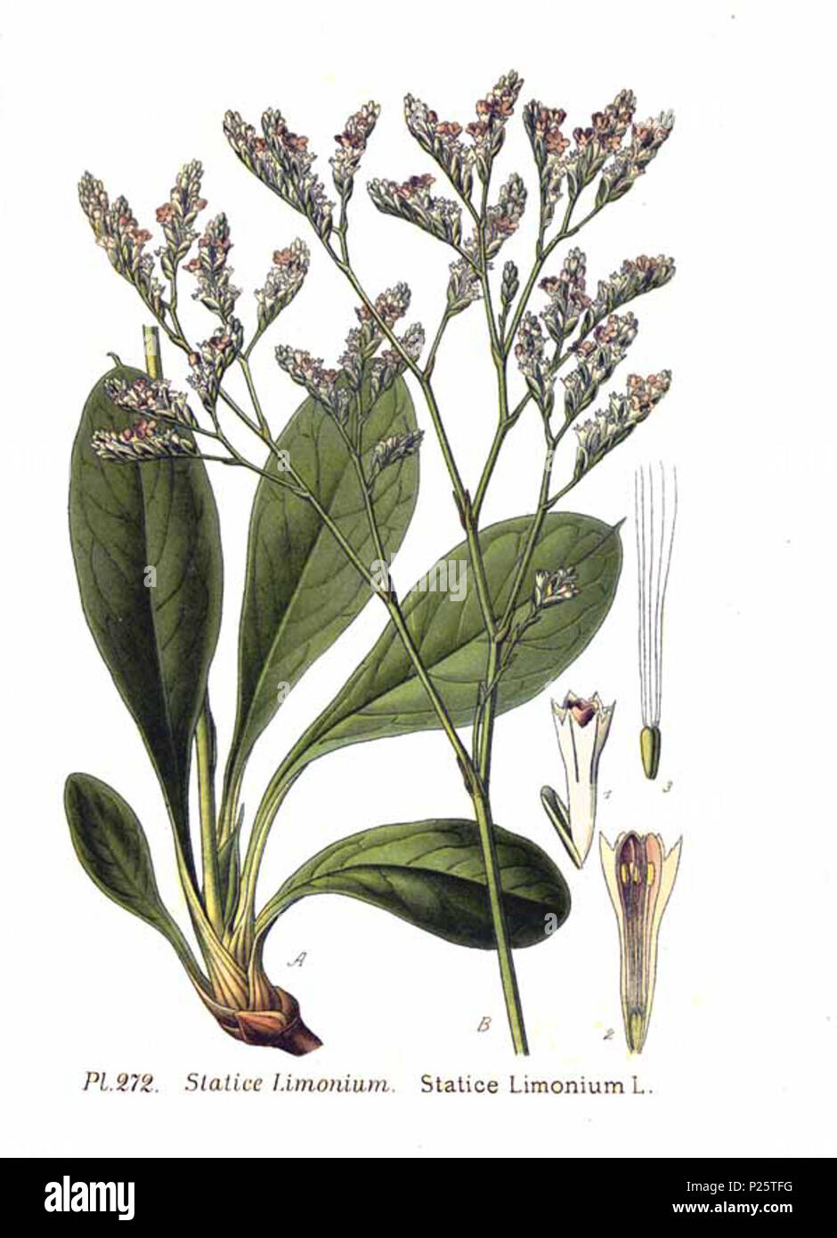 Limonium vulgare Cut Out Stock Images & Pictures - Alamy