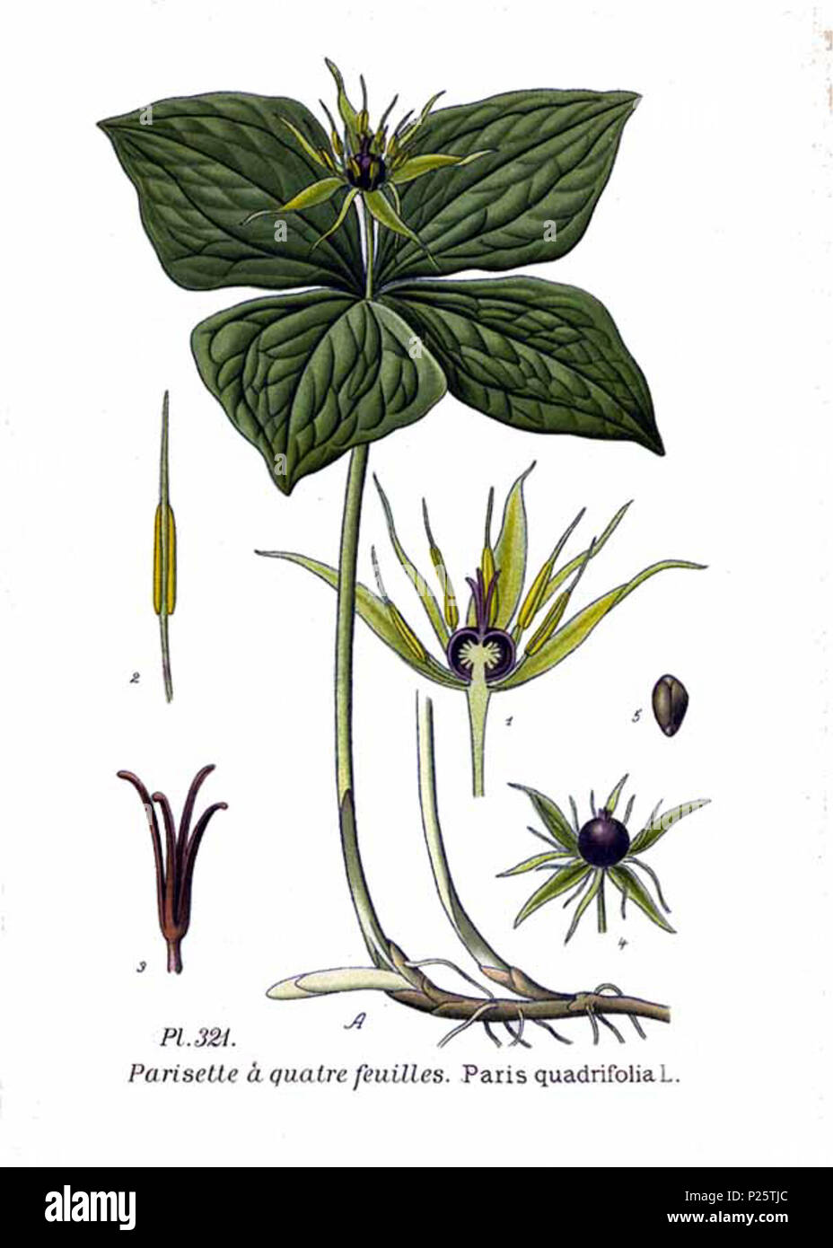 Alternative sciences Cut Out Stock Images & Pictures - Alamy