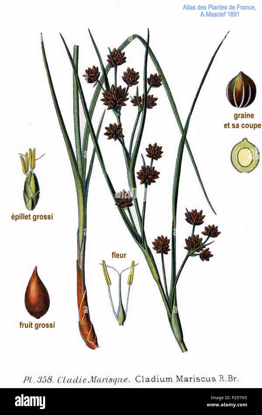 Cladium mariscus hi-res stock photography and images - Alamy