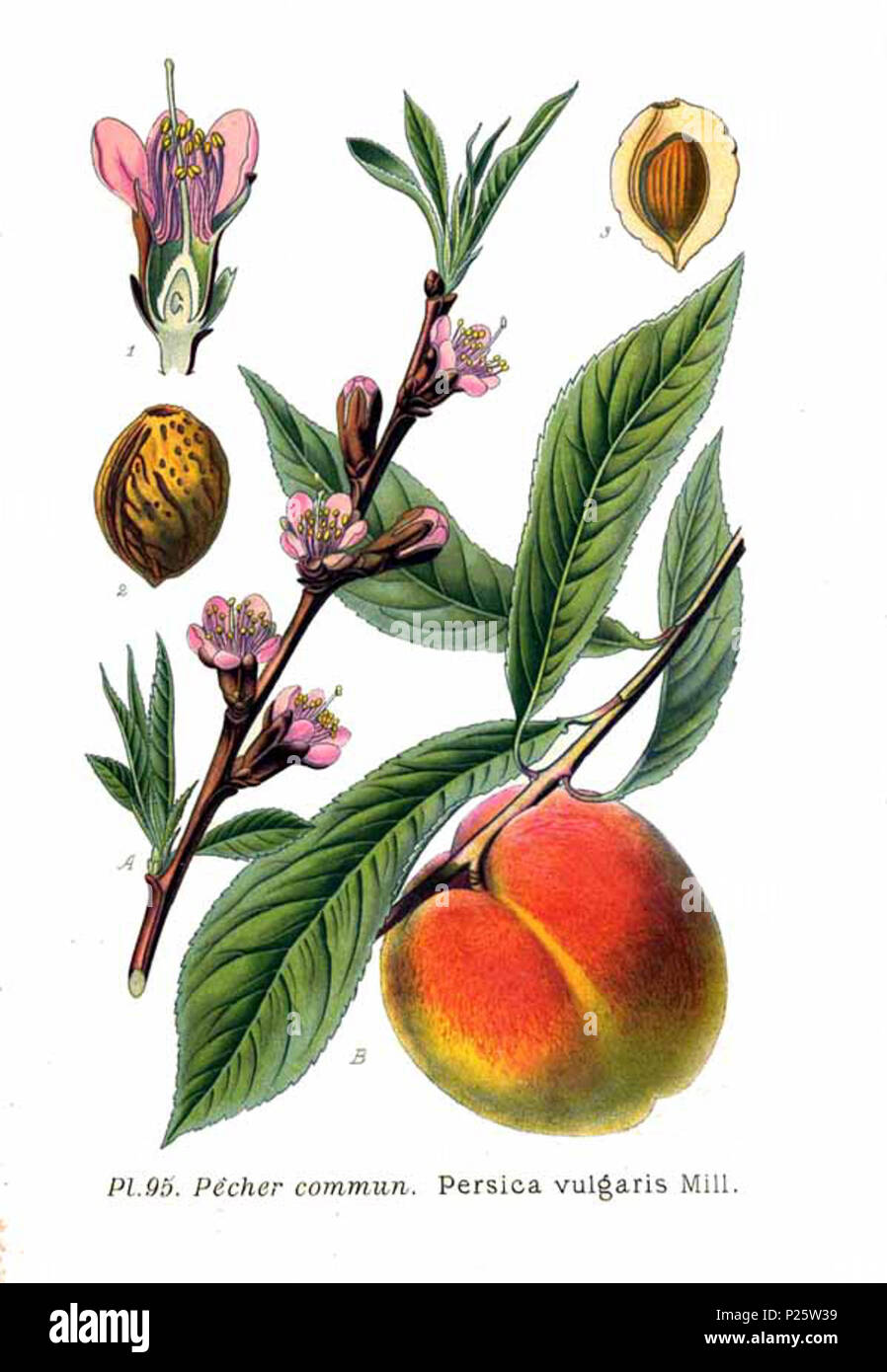 Prunus Persica