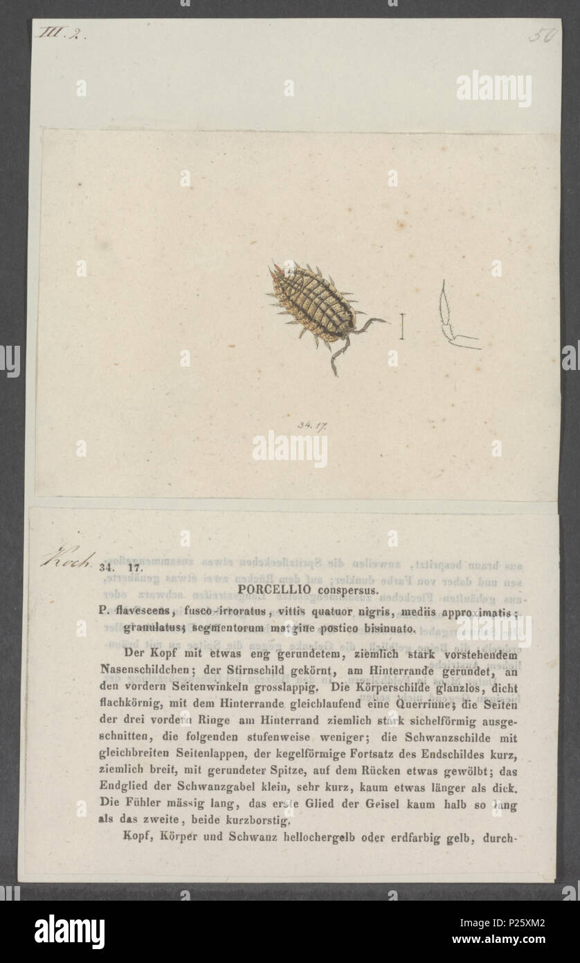 Conspersus hi-res stock photography and images - Alamy