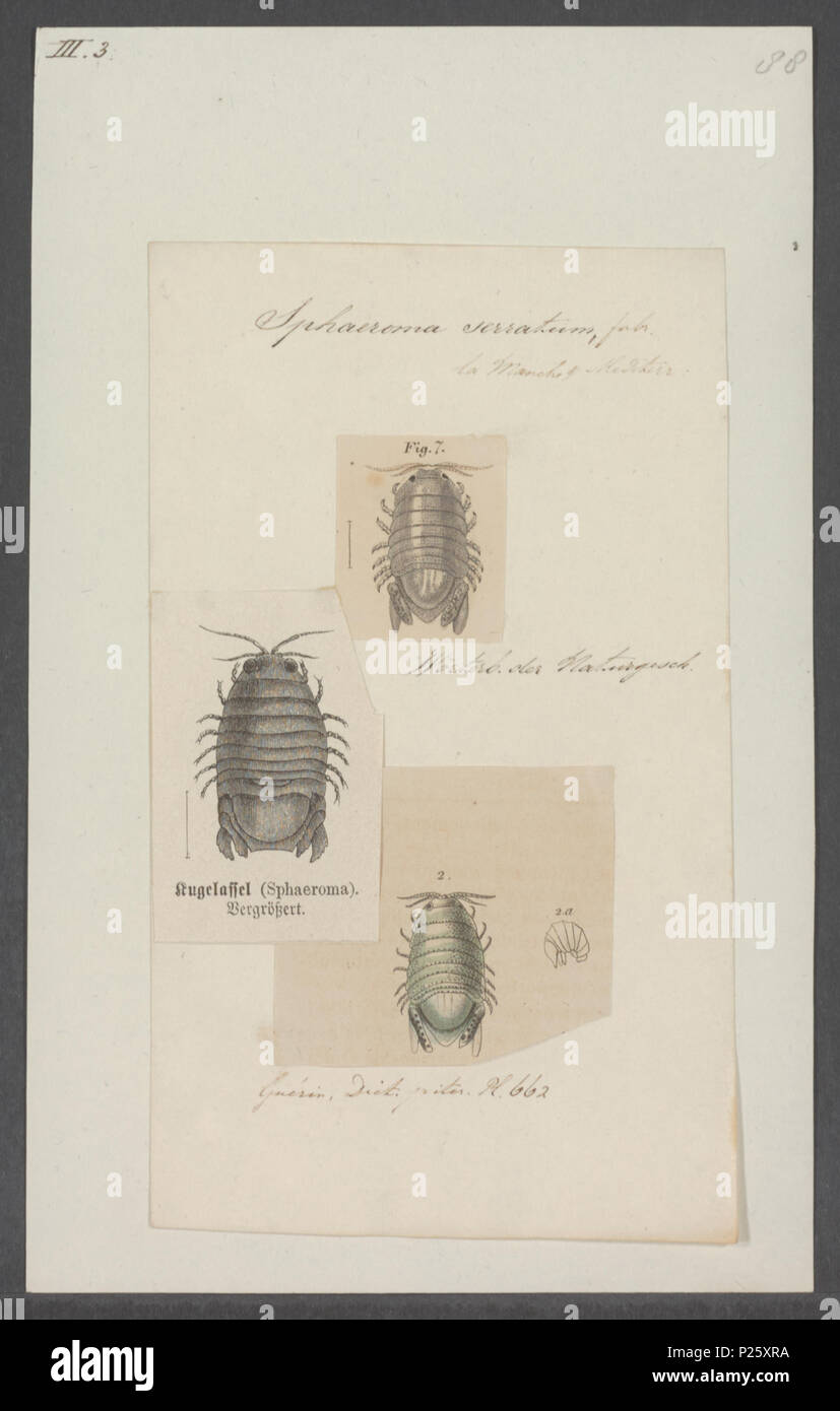 Sphaeroma hi-res stock photography and images - Alamy
