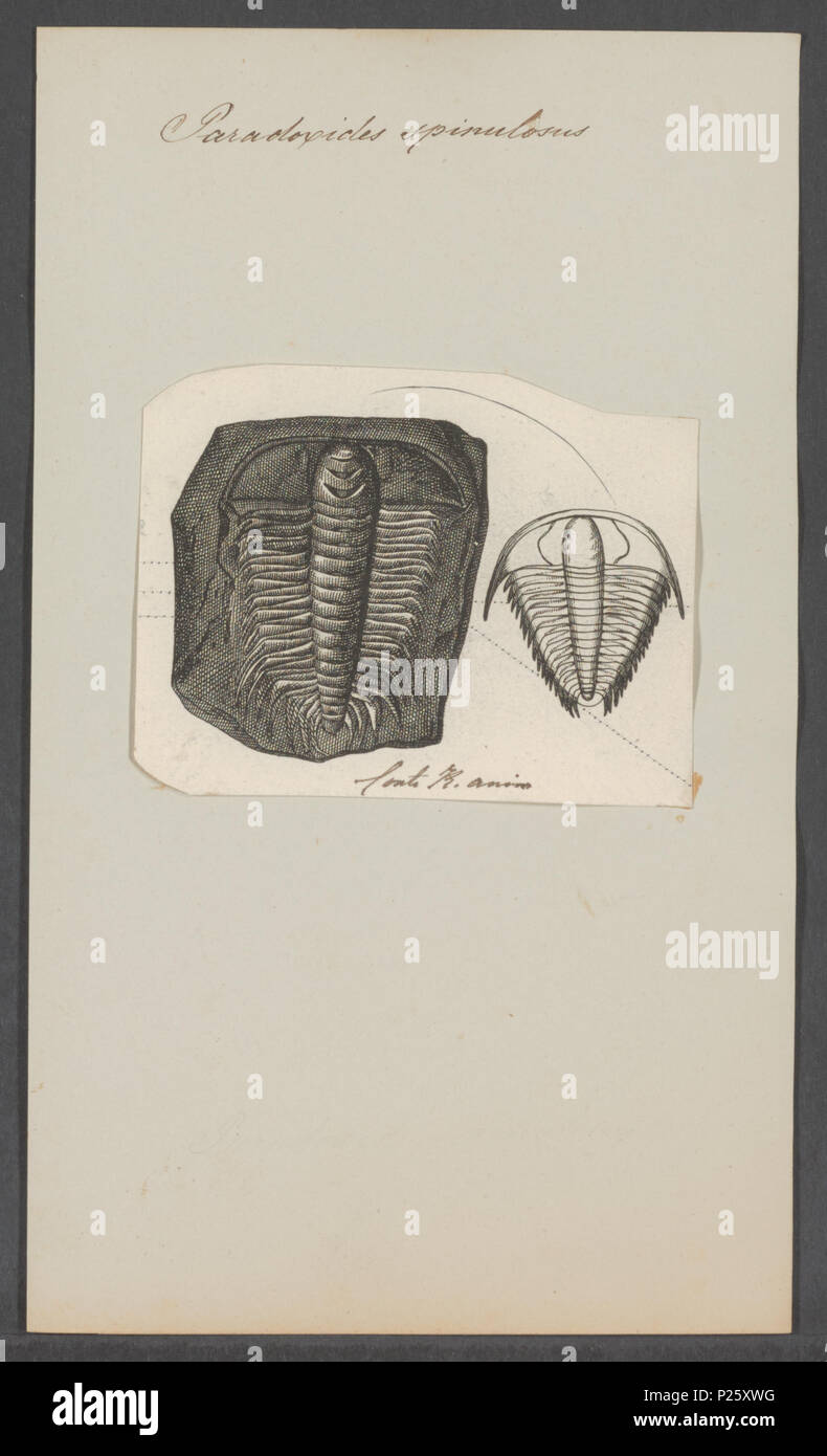 . Paradoxides spinulosus 216 Paradoxides spinulosus - - Print ...