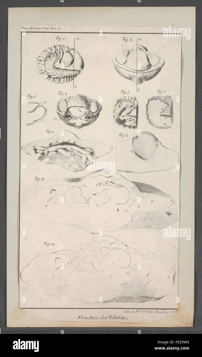 Trilobite morphology hi-res stock photography and images - Alamy