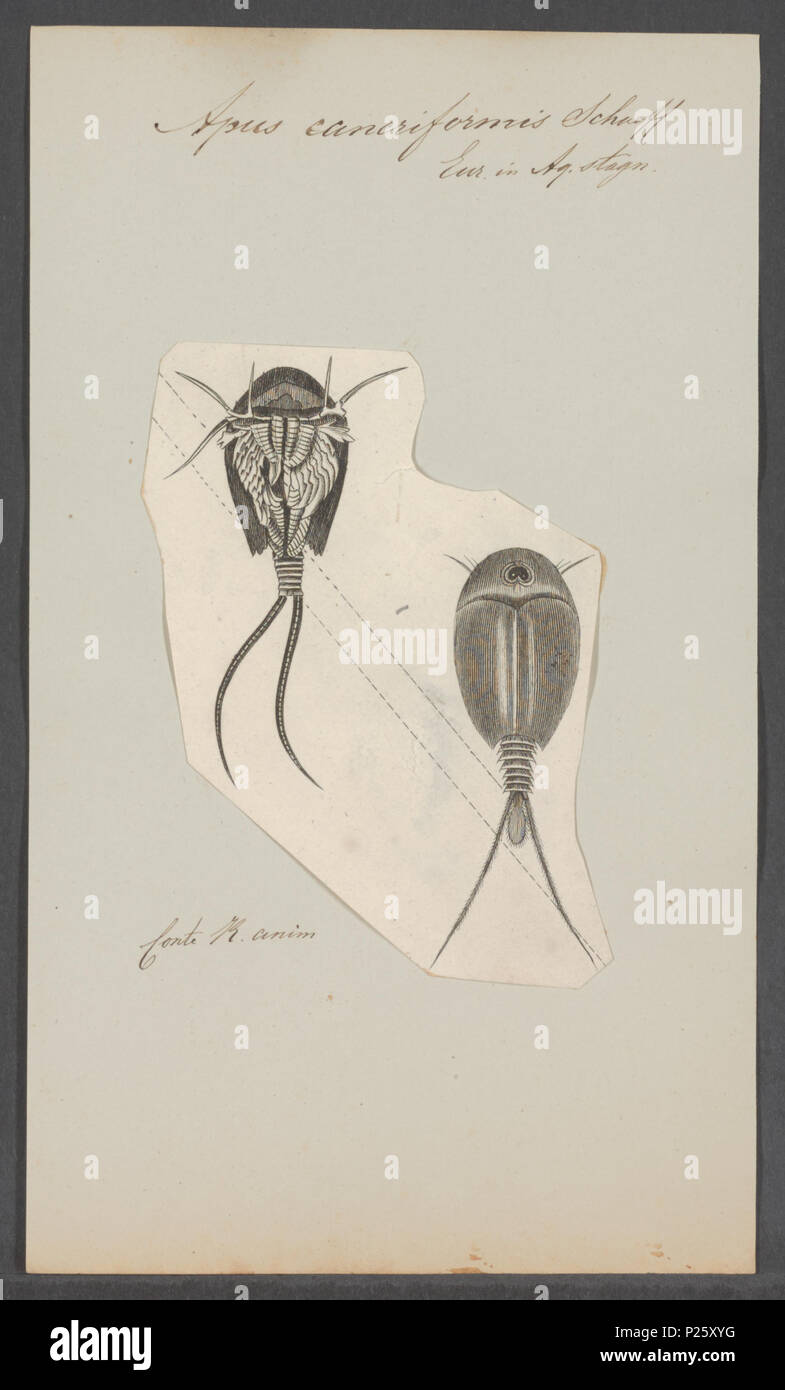 . Apus cancriformis syn. Triops cancriformis 21 Apus cancriformis ...