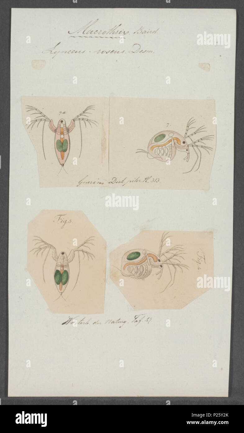 . Macrothrix rosea syn. Lynceus roseus 179 Lynceus roseus - - Print ...