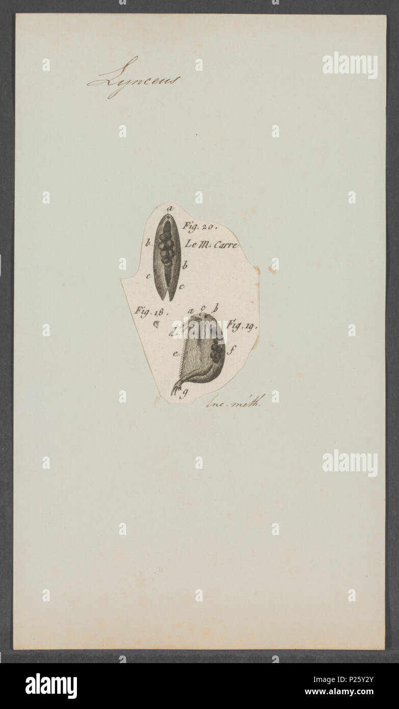 Lynceus hi-res stock photography and images - Alamy