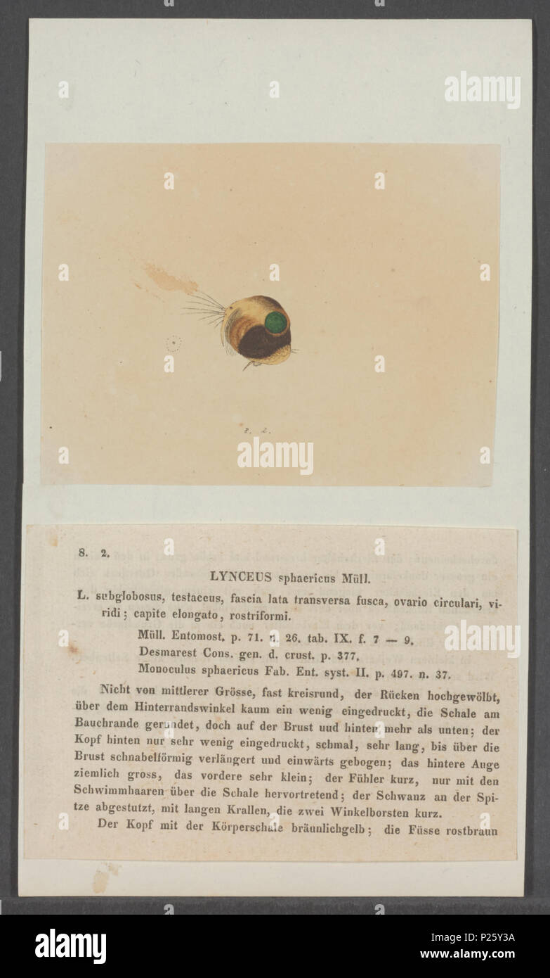 Chydorus sphaericus hi-res stock photography and images - Alamy