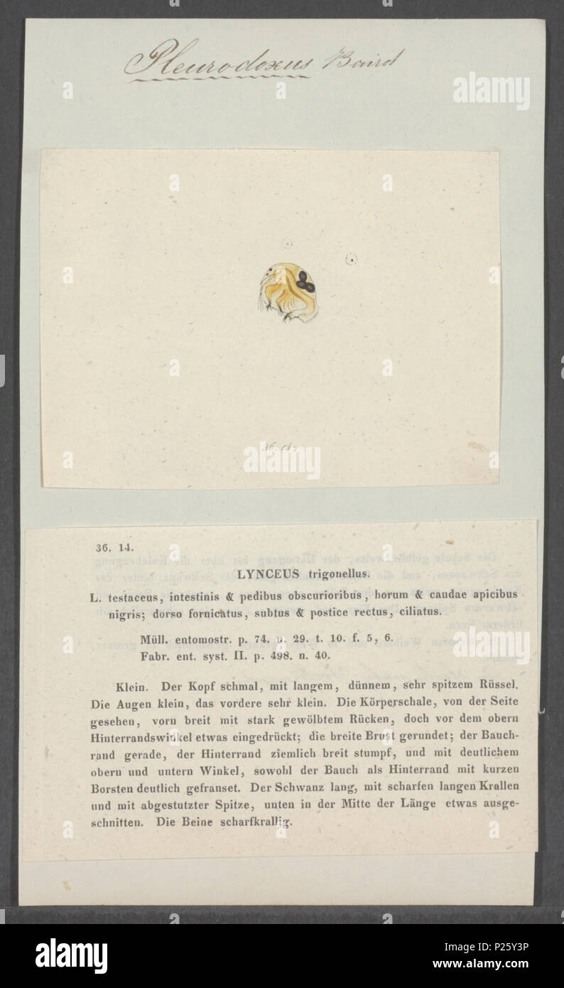 Pleuroxus trigonellus hi-res stock photography and images - Alamy